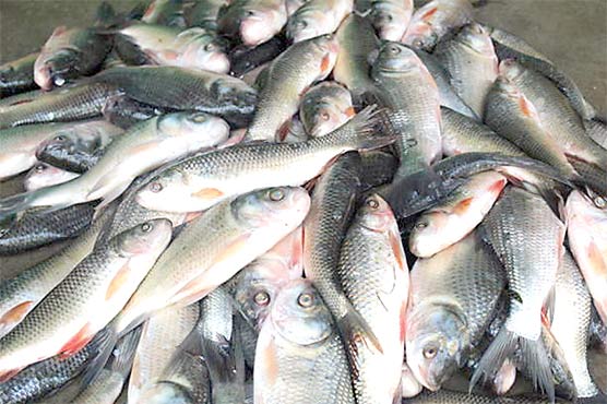 عجائب دنیا:- مچھلی میں کینسر سیلز بننے سے روکنے والا سلینیم موجود