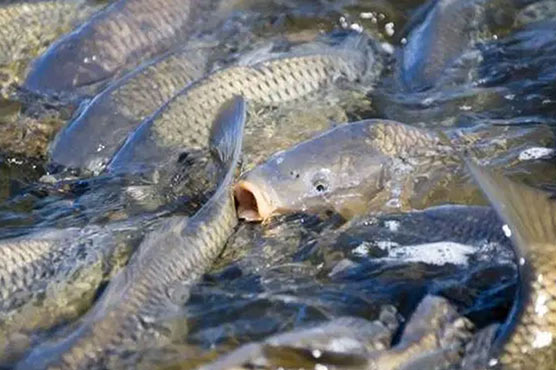 عجائب دنیا:-تلاپیہ مچھلی کا ڈینگی مچھر کی نسل ختم کرنے کیلئے استعمال