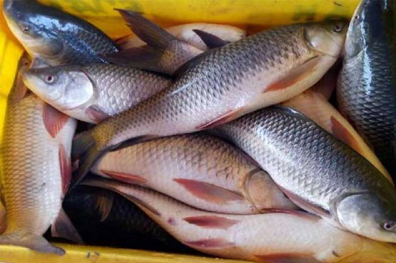 کاروبار کی دنیا:-مچھلی کی برآمدات میں 12.23فیصد اضافہ ریکارڈ